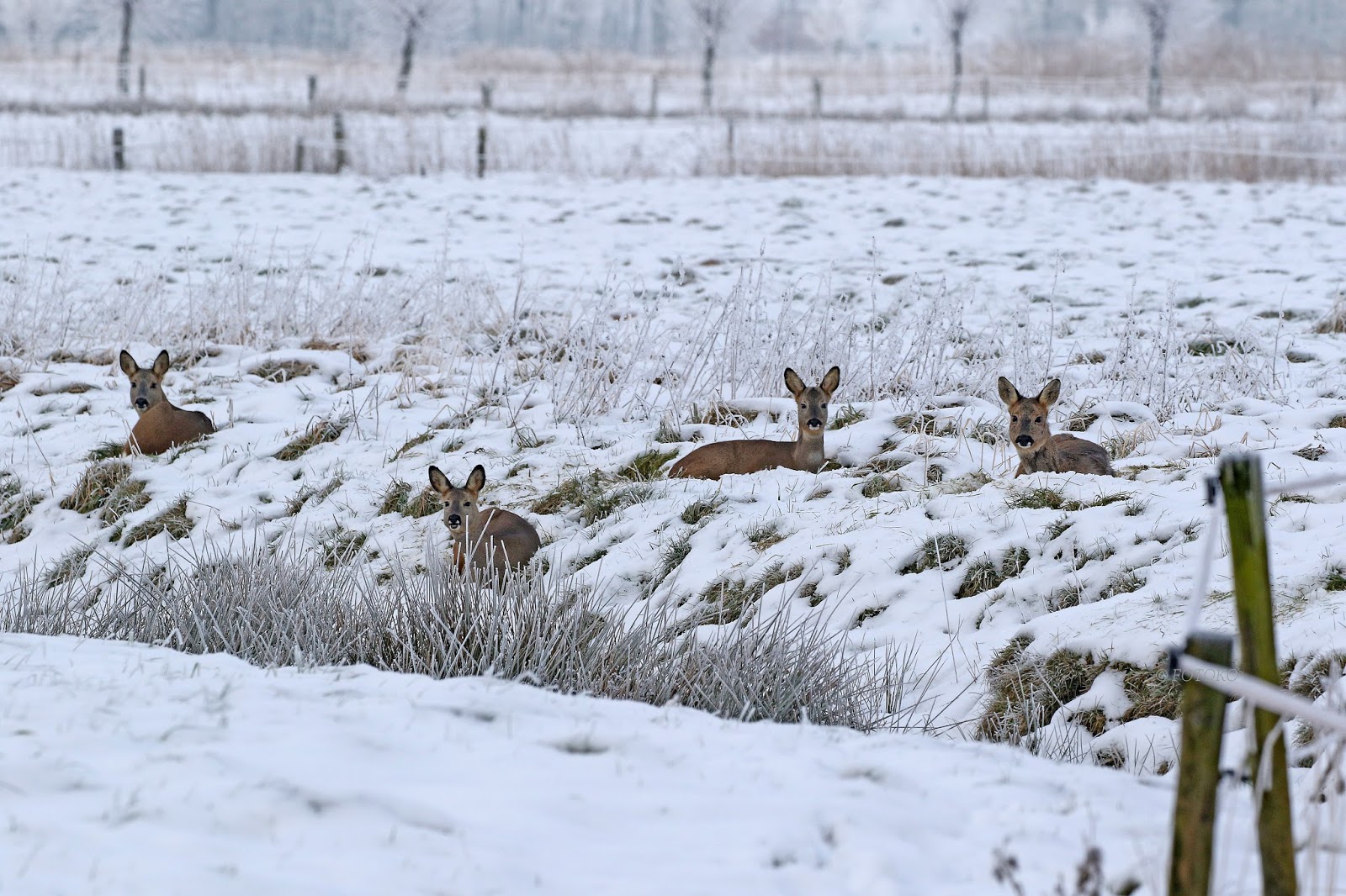 NatuurlijkNatuur: Reeën [Capreolus capreolus] in de sneeuw bij Biessum.