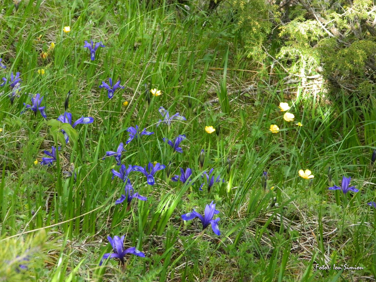 De vorba cu mine însumi: Flori de munte - stanjenel mic de munte