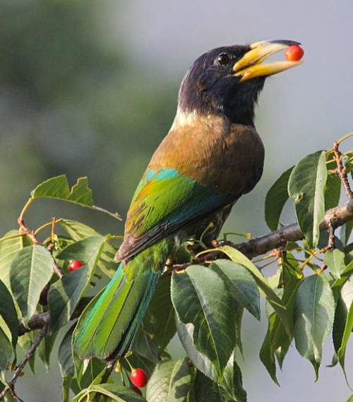 Great barbet | Birds of India | Bird World