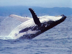 EL RACÓ DE LA BIBLIOTECA del Volerany: Balena