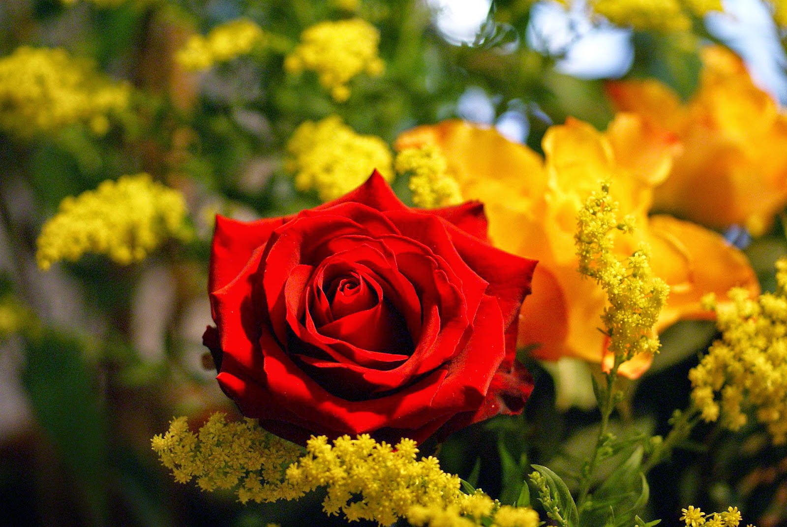 purpura: LA PARÁBOLA DE LA ROSA