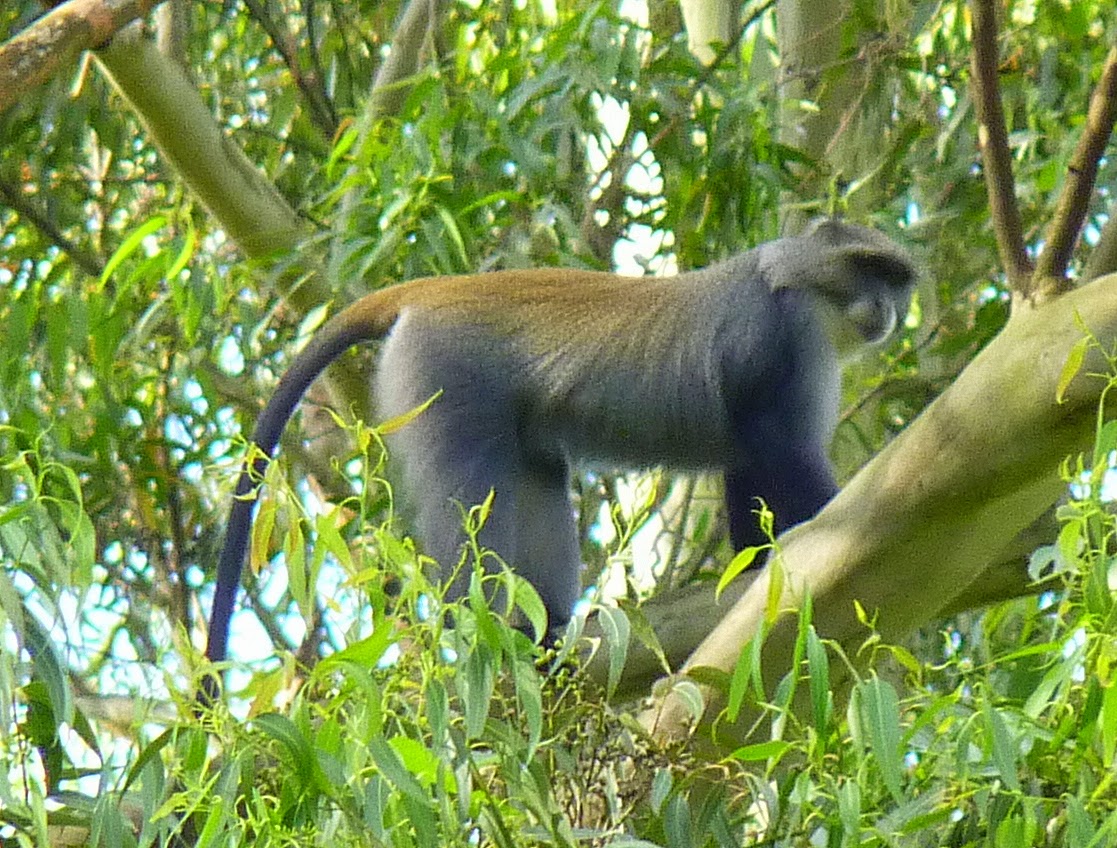 Birding For Pleasure: SATURDAY CRITTERS - Blue Monkey (Cercopithecus ...