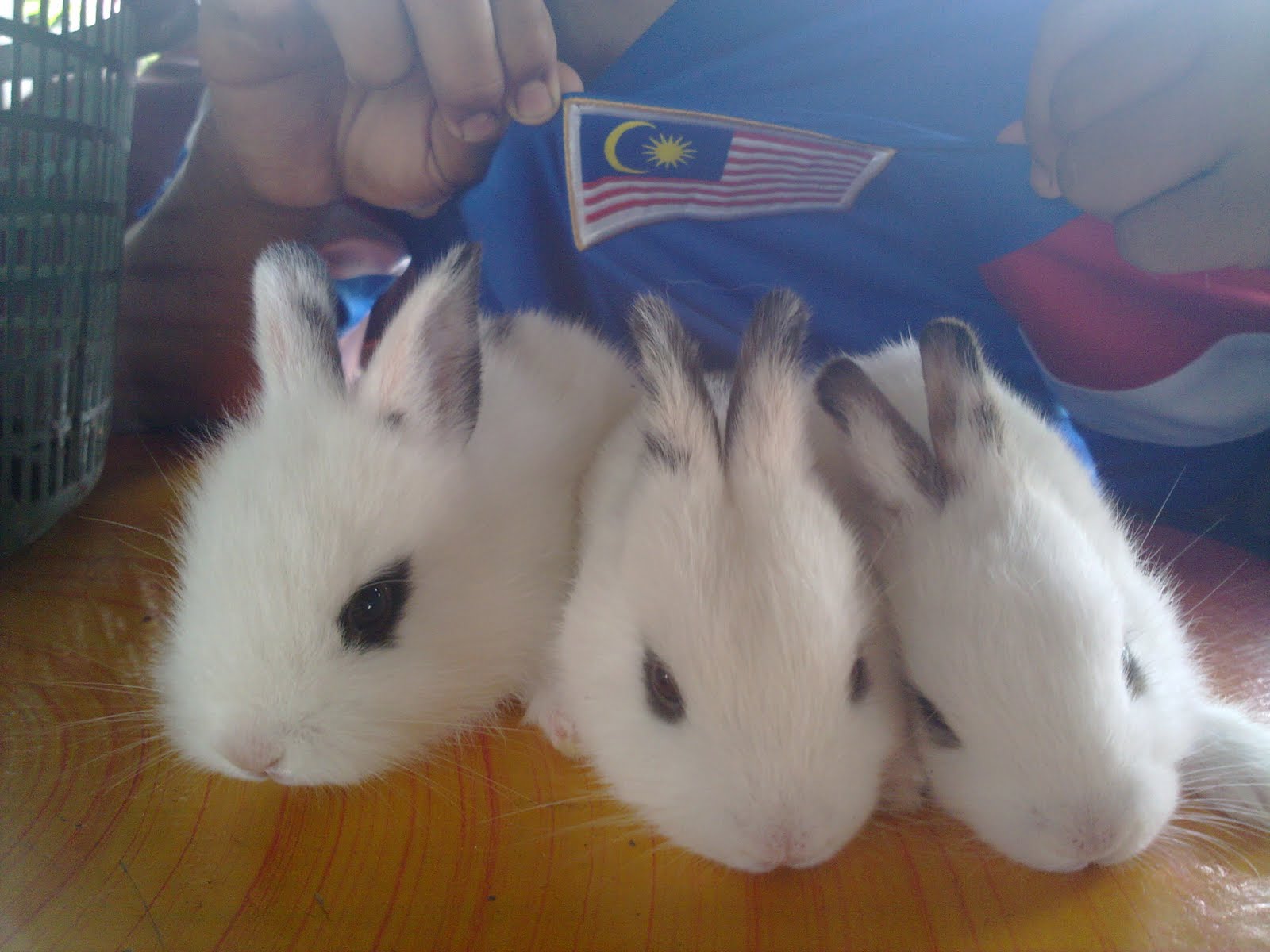 Don't Worry Be Happy: Arnab Comel