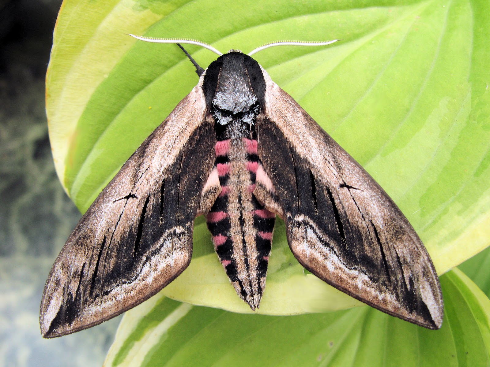 The Birds of Kent: July 2012