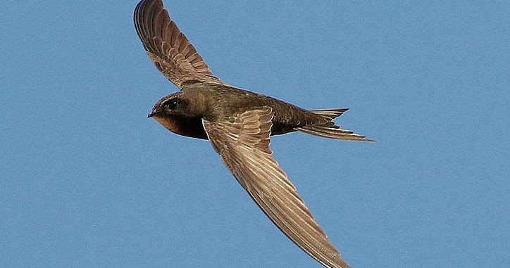 BARRY the BIRDER: How do they do it?