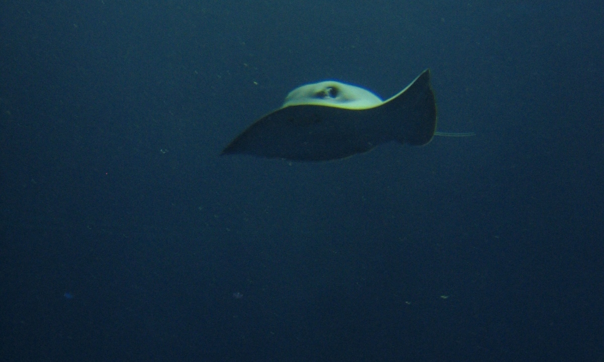 Real Monstrosities: Pelagic Stingray