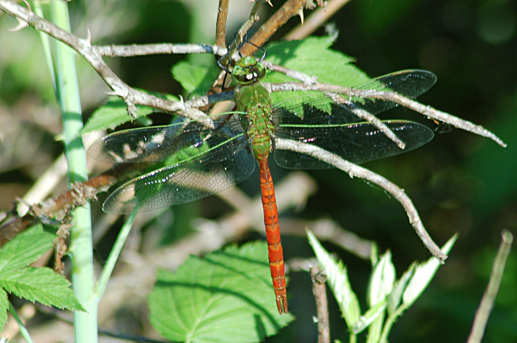 Earth and Space News: Comet Darner Dragonfly Habitats: Holiday Green ...