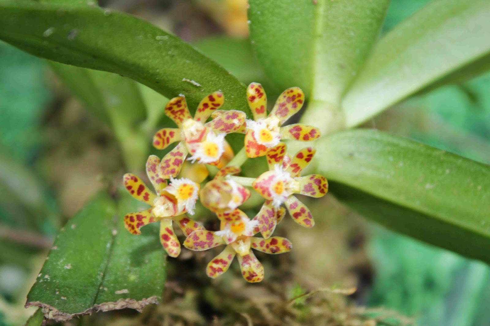 FLORA BEDUGUL BALI: ANGGREK SPECIES BALI