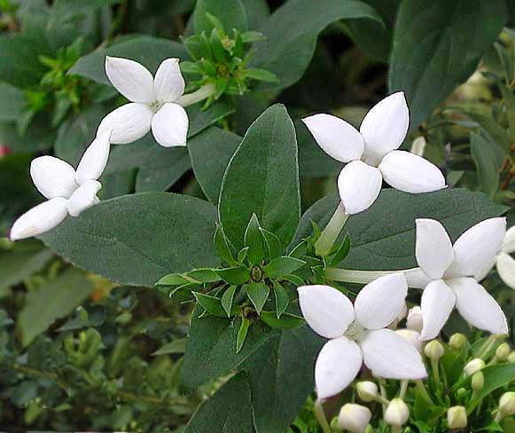 GIARDINAGGIO LAURA PONTE IN VALTELLINA: BOUVARDIA