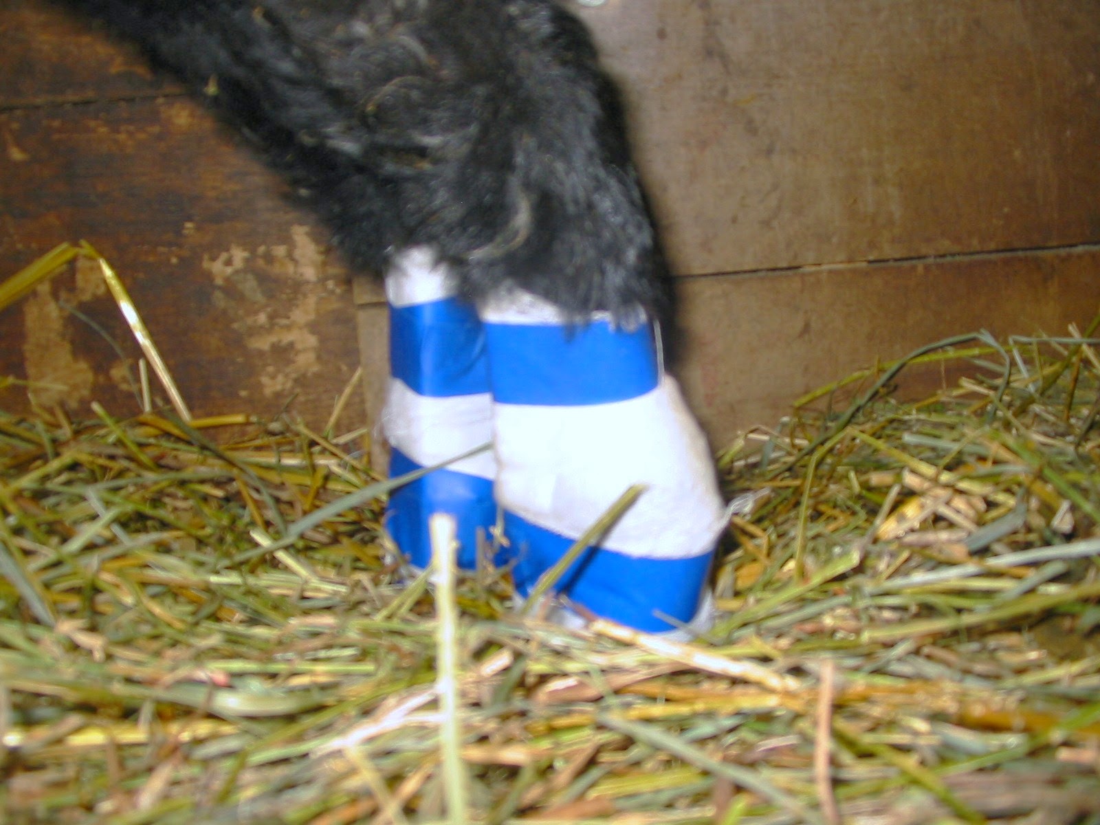 Knee Deep in Sheep: One Week In