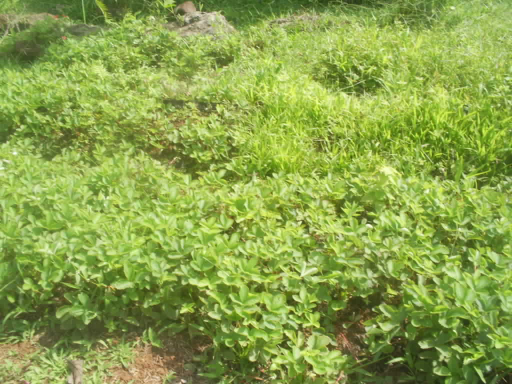 Haciendas Agroturisticas Pamel y Canajagua. : Agroturismo en La ...