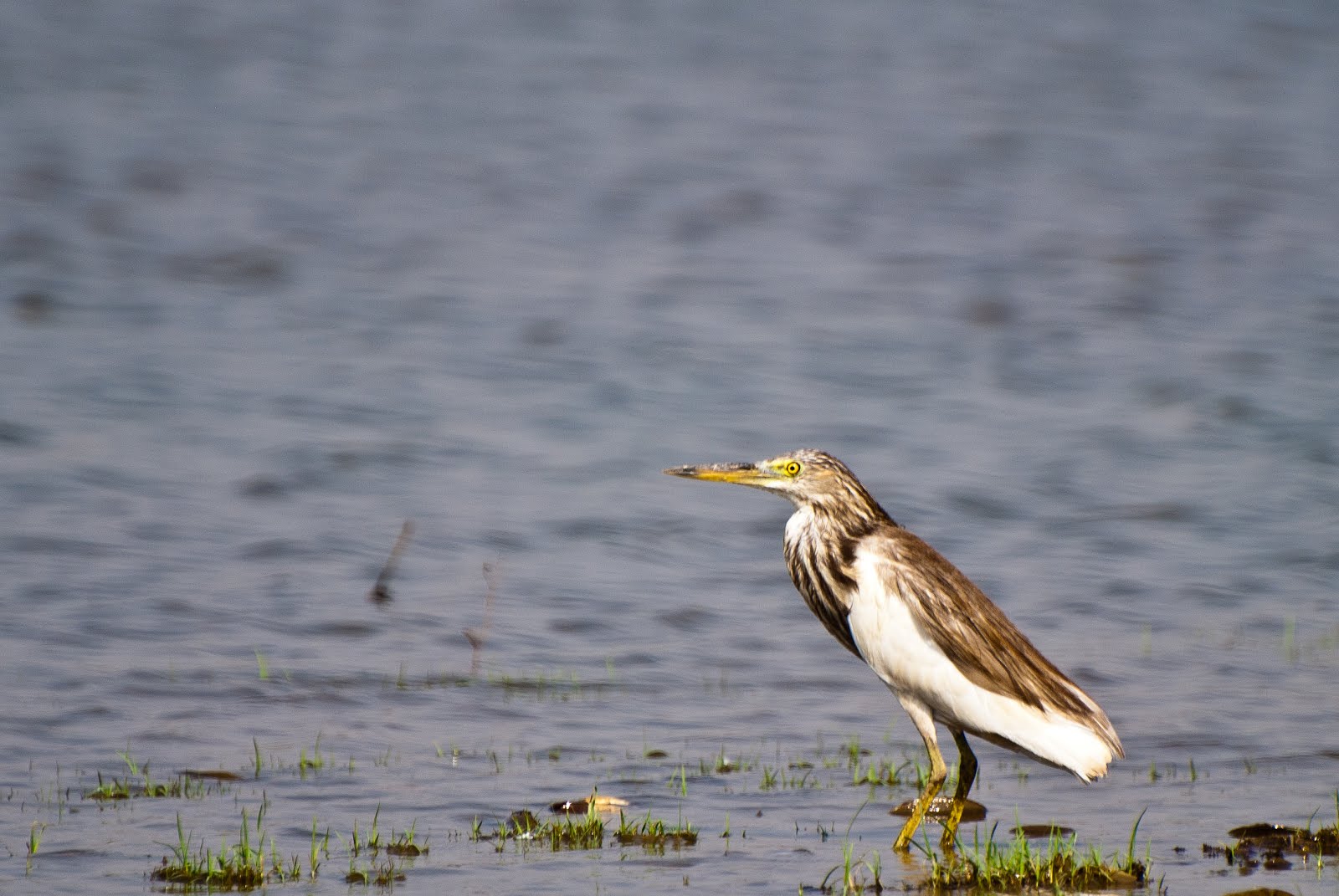 birds of nepal: indian pond heron in nepal