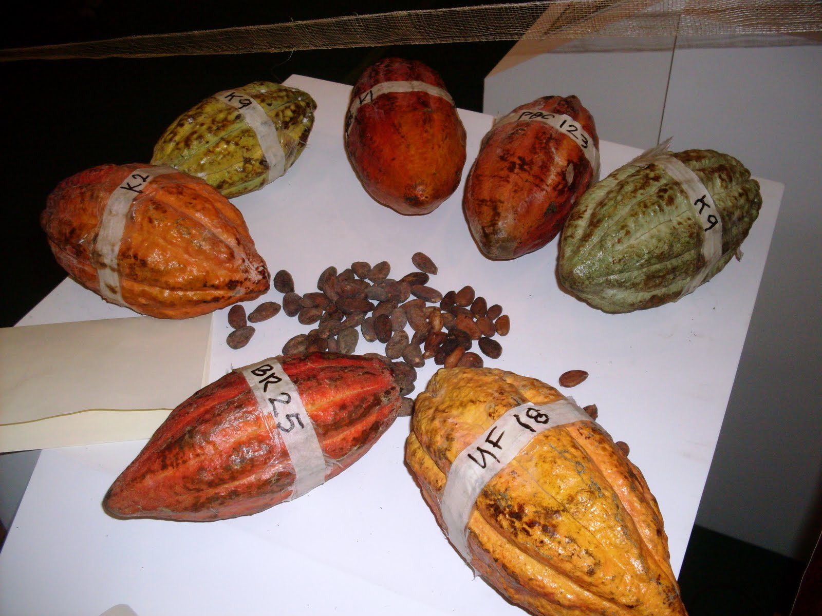 To me chocolate is my favorite food: CACAO CULTURE IN THE PHILIPPINES ...