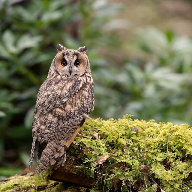 TrogTrogBlog: Bird of the week - Long-eared owl