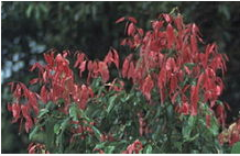 BURMANI CORTEX ~ Blog Riyawan