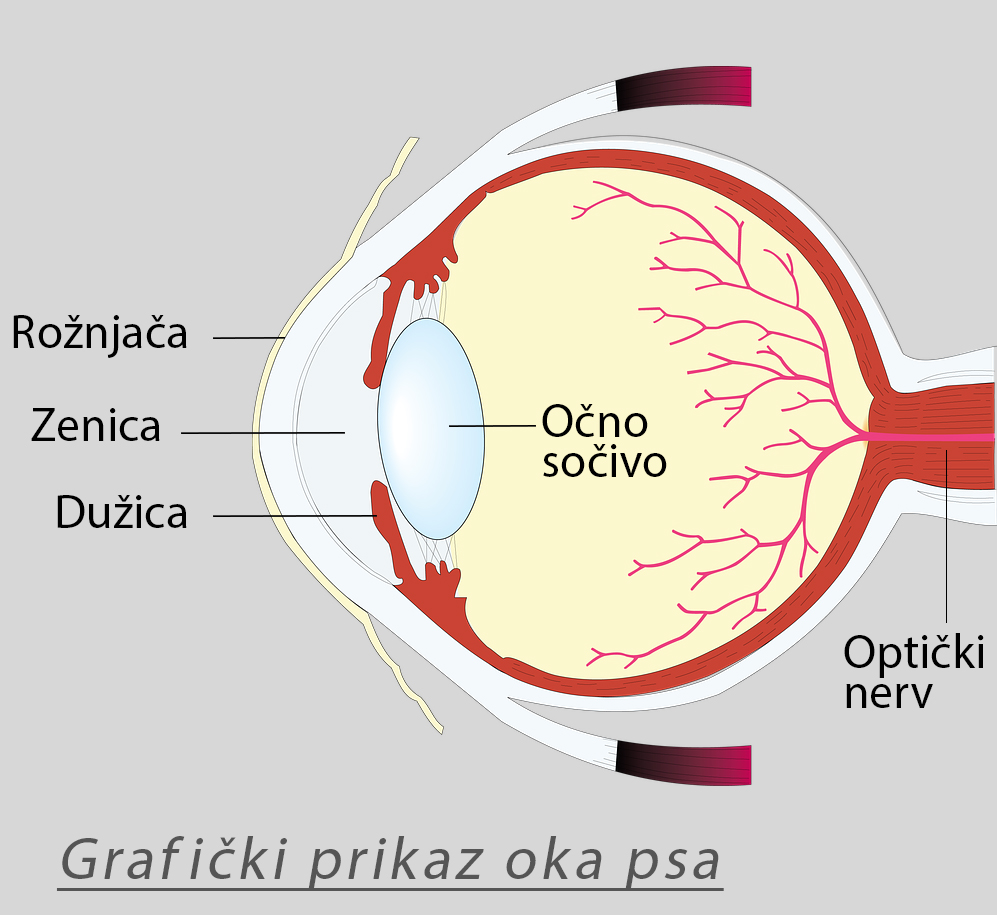 Katarakta kod pasa i mačaka ~ Panvet - moj veterinar