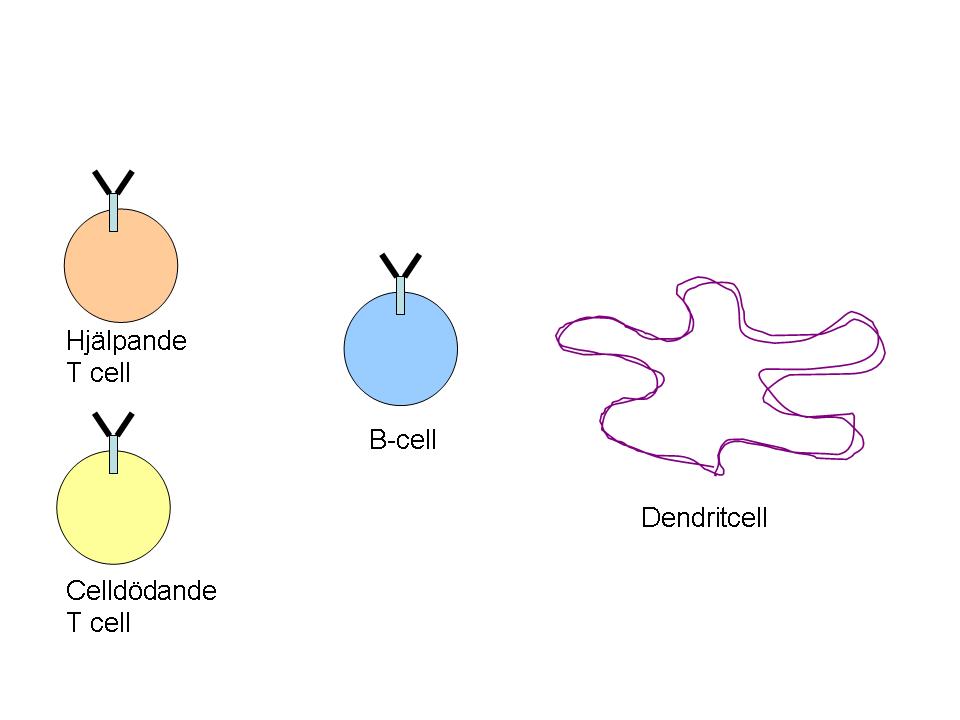 Jag är rik - bor i Vik: Immunologi för lek(män) och kvinnor - Del 3 ...