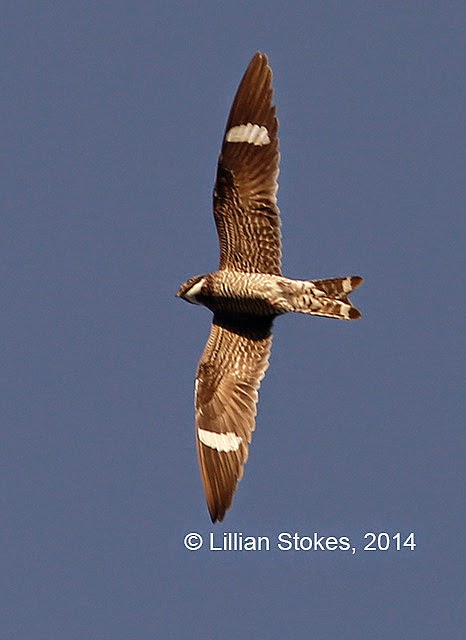 Birding Is Fun!: Who's Migrating Now and What's To Come!