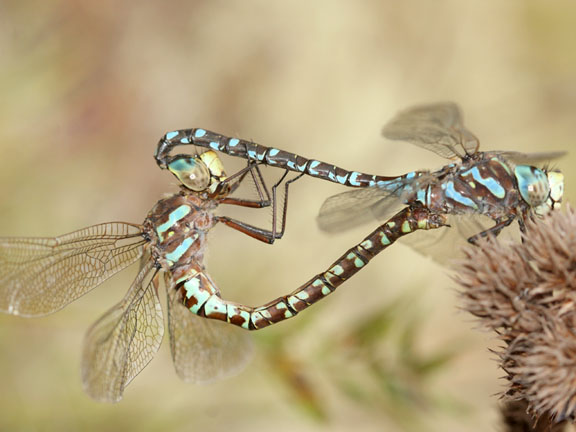 Ecobirder: Canada Darner