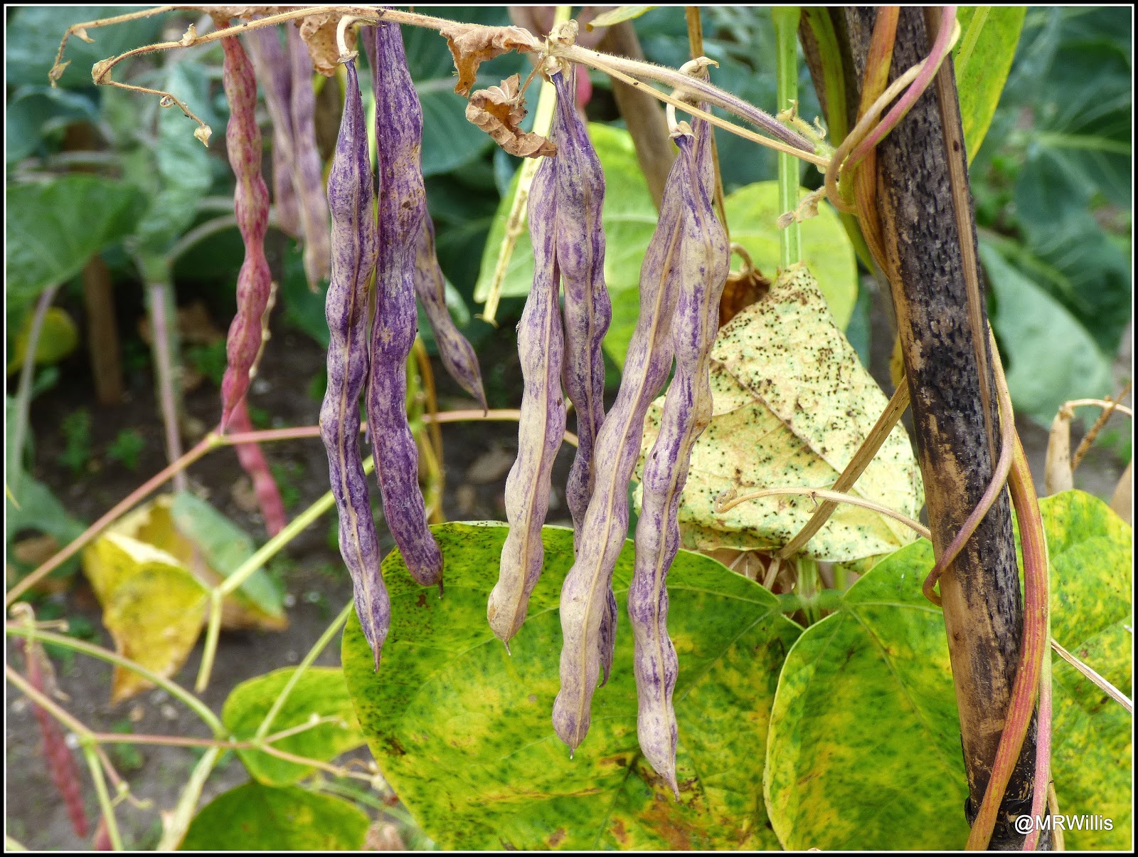 Mark's Veg Plot: Shelling-beans