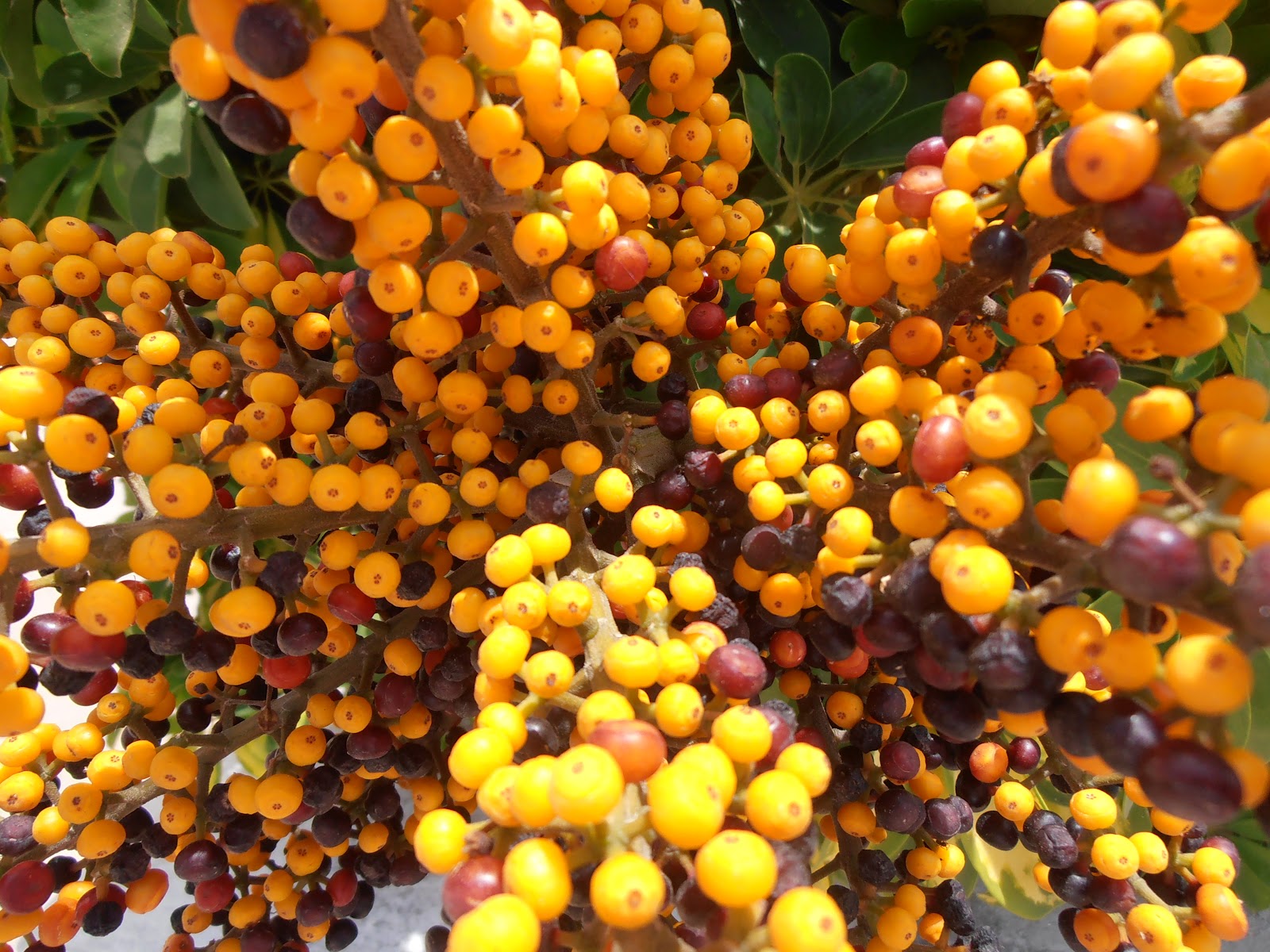 CHEFLERA: Schefflera arboricola | Plantas rioMoros