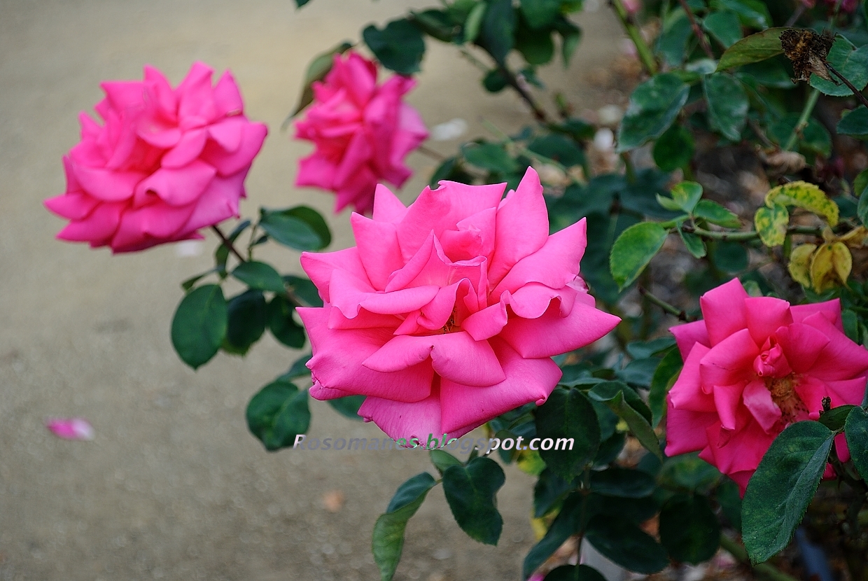 A Rose is a Rose...: What's In a Name: A Tea or Not A Tea