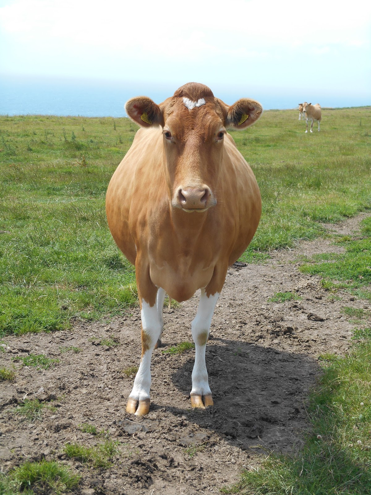 A lifetime of Islands: Island 339 - Alderney, Channel Islands