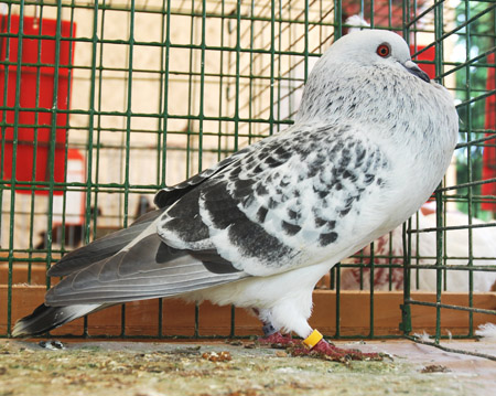 Bohemian Ice Cropper | BD PIGEONS