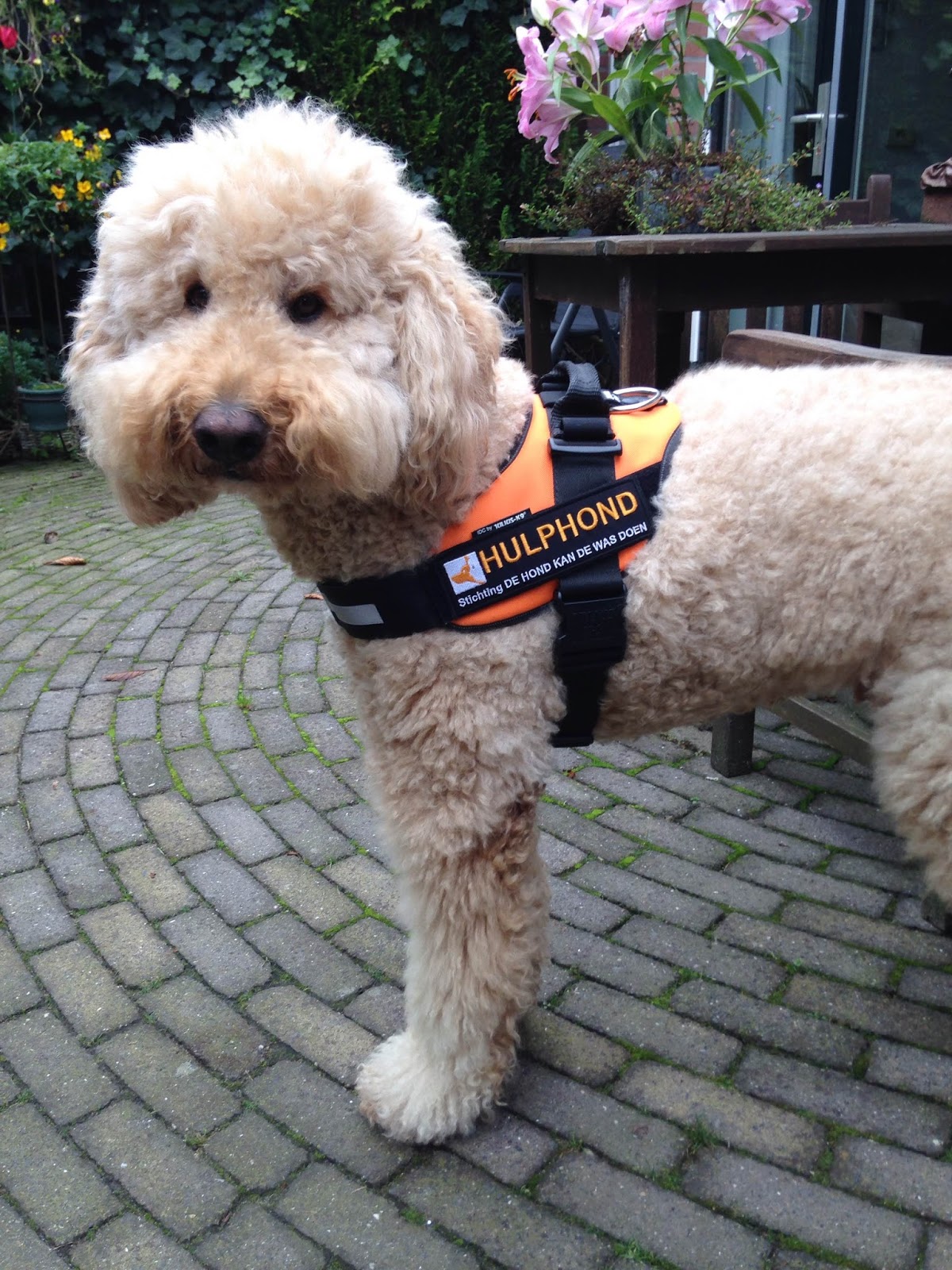 Decosun Borduur- en decoratiestudio: Embleem voor hondentuigje hulphond ...