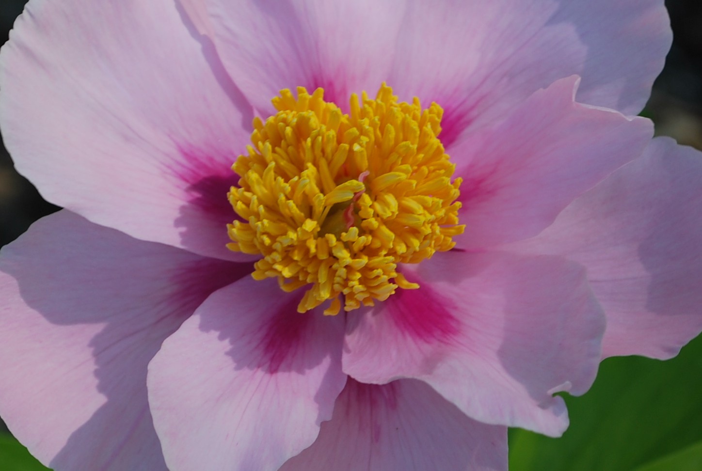 Southern Peony: February 2013