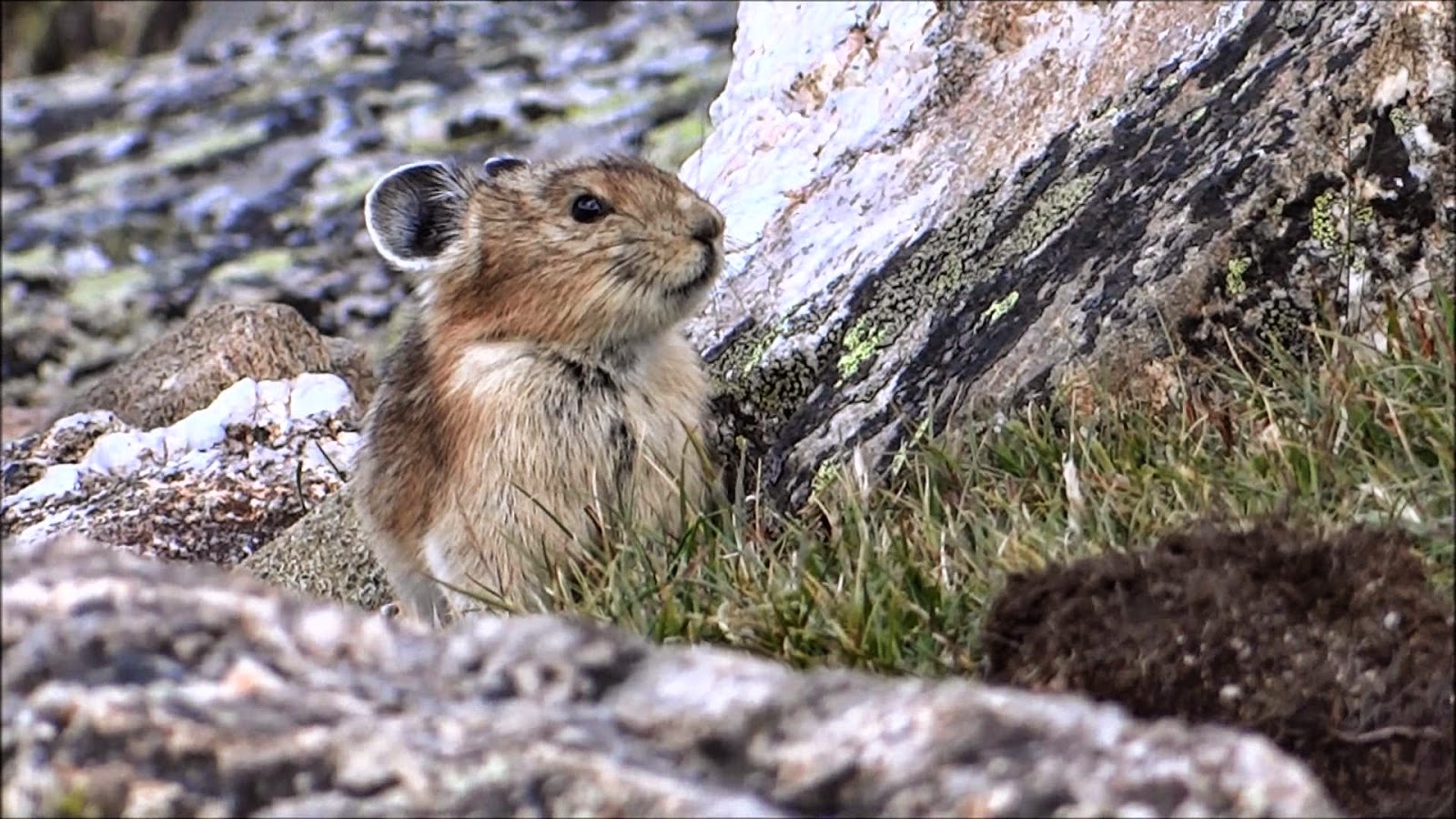 Kineski magični zec ( Ili pika ): Ima ih samo 30 na svijetu, najslađa ...
