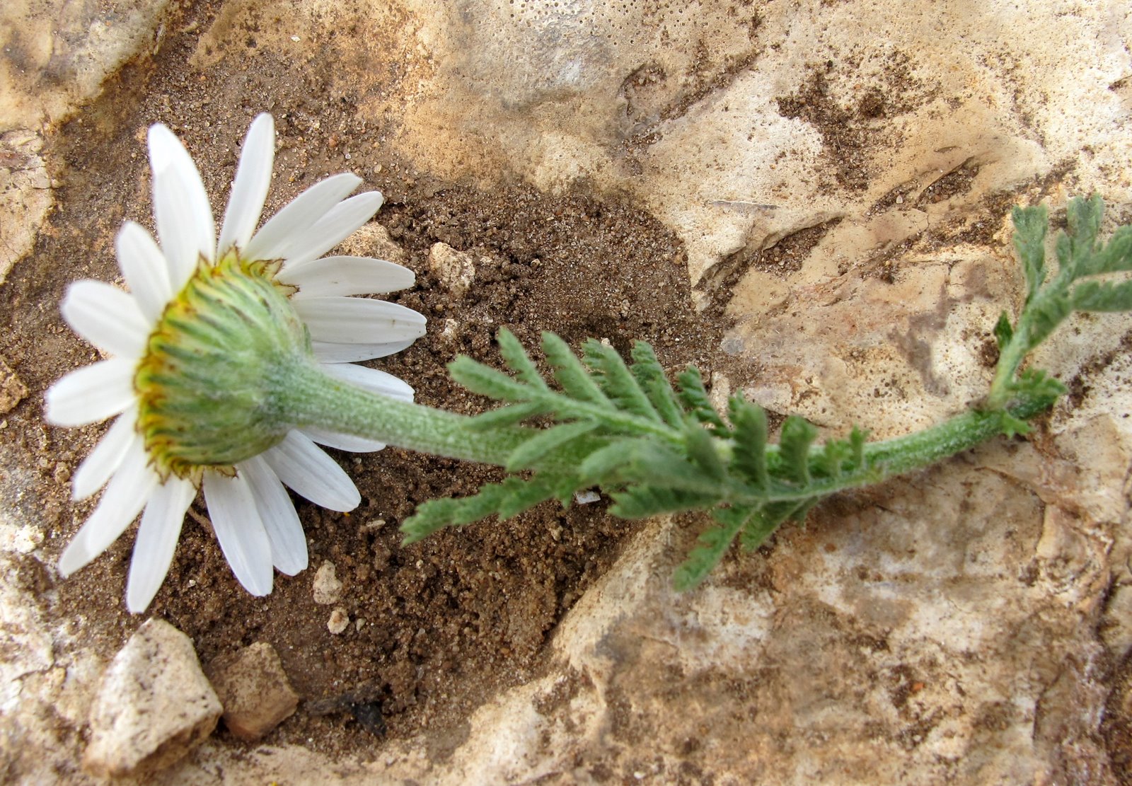 FLORA NEL SALENTO e.. anche altrove: Anthemis cotula L. - Asteraceae - Camomilla fetida