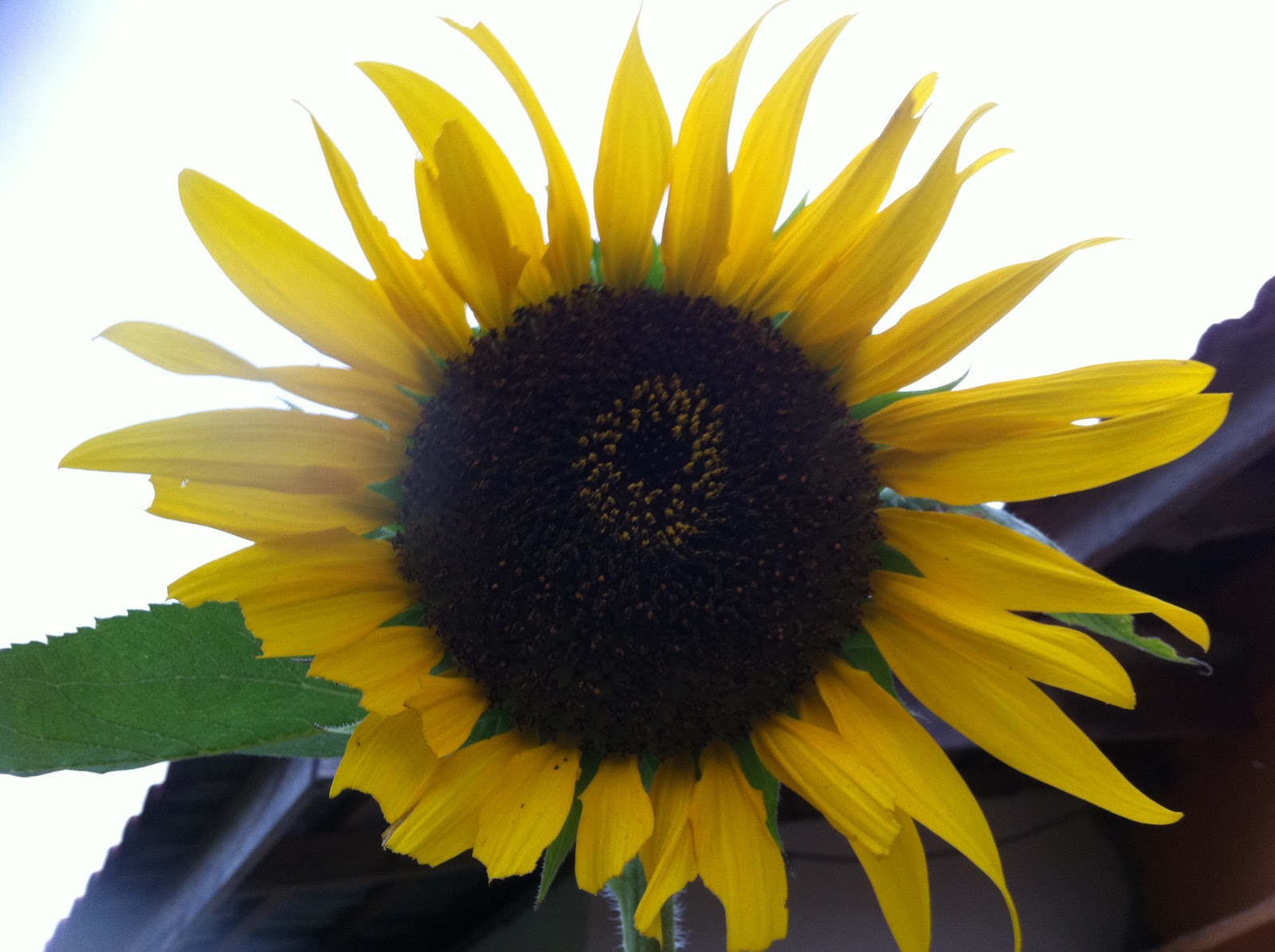My Experimental Garden: Giant Russian sunflower