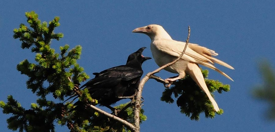 White Wolf : 10 pictures of the extremely rare and legendary creature ...