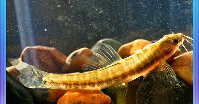 53+ Gambar Ikan Jeler