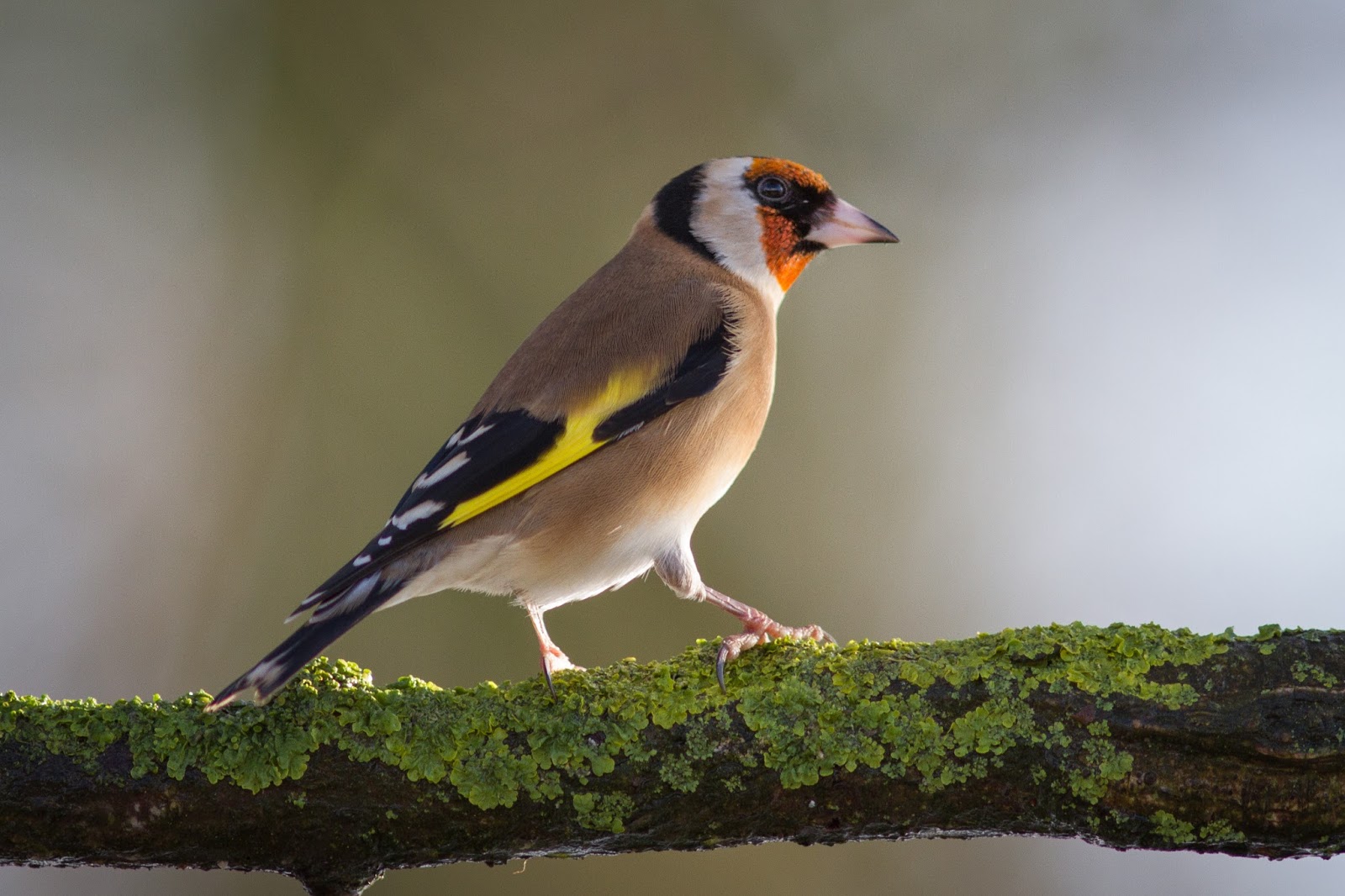 TrogTrogBlog: Seven winter finches