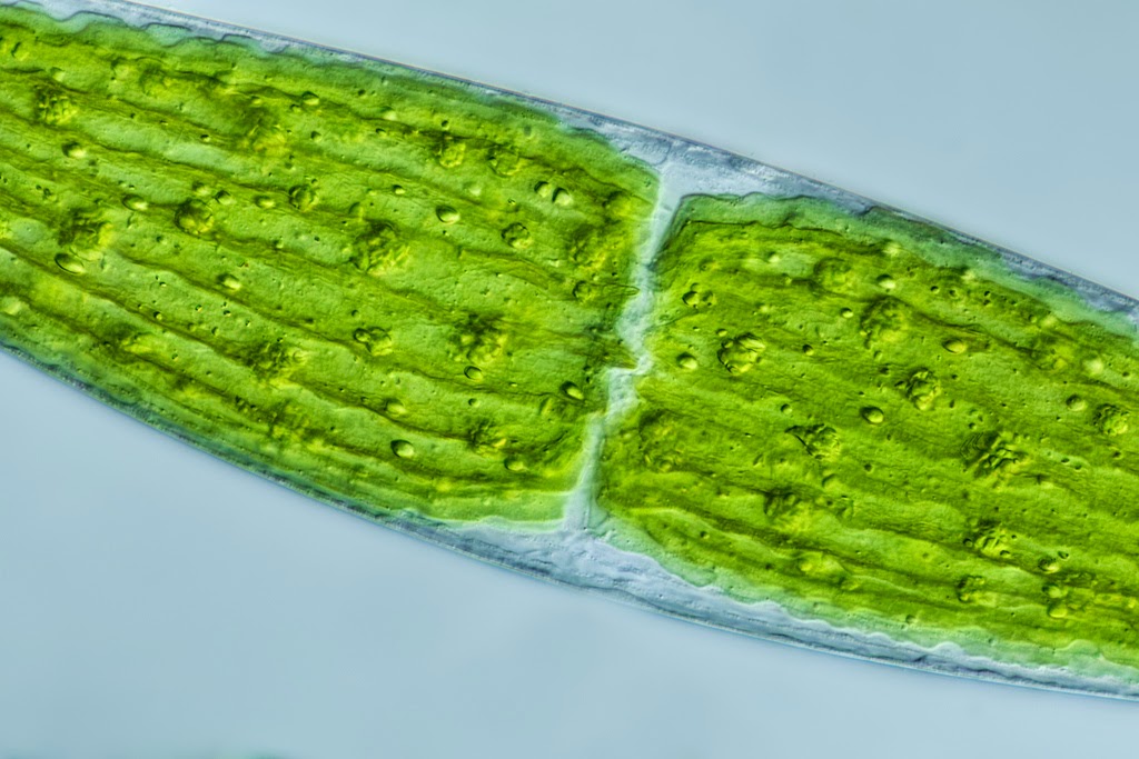 Microscope World Blog: Art under the Microscope