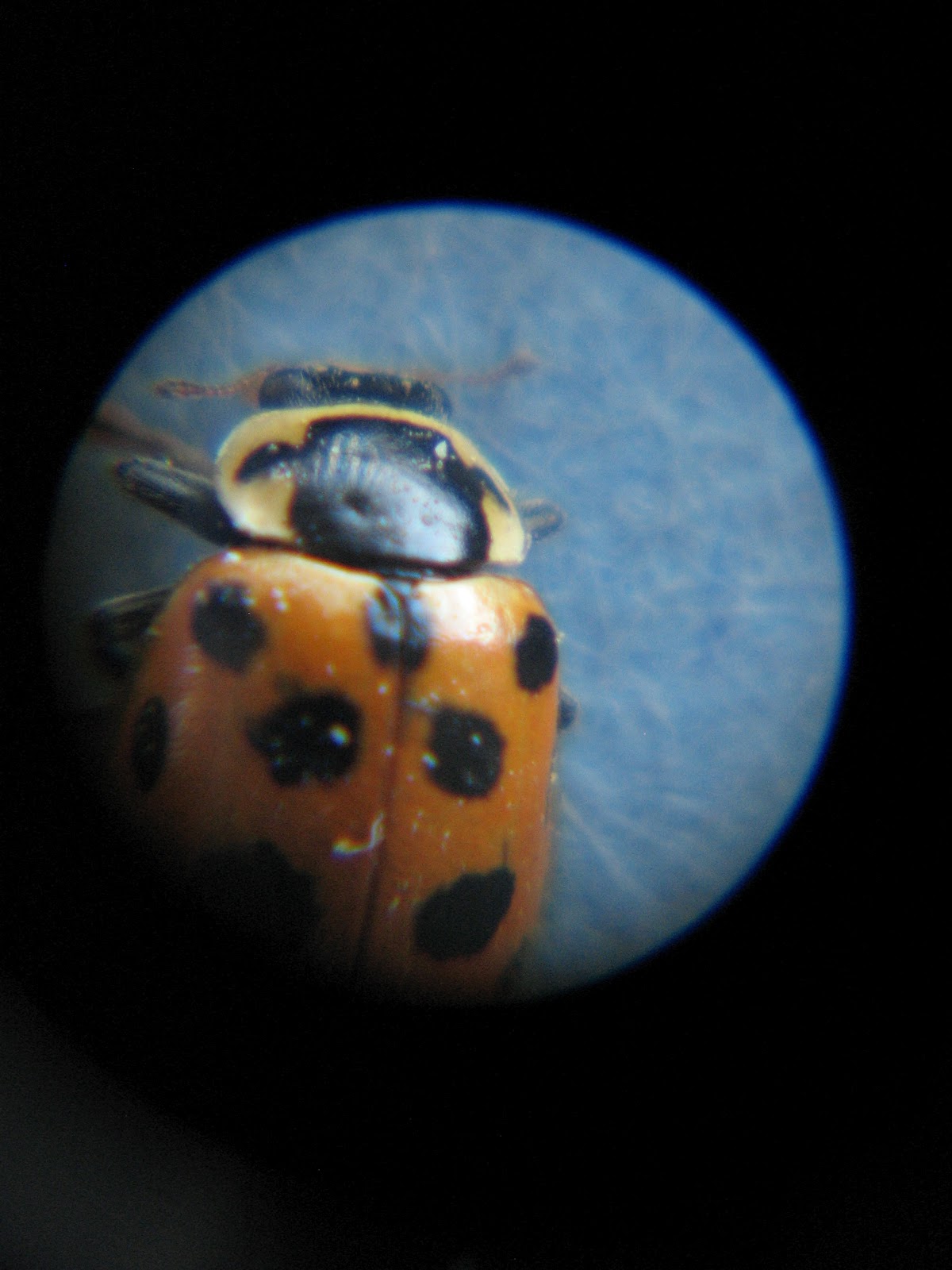 Almost Unschoolers: A 13 Spotted Ladybug