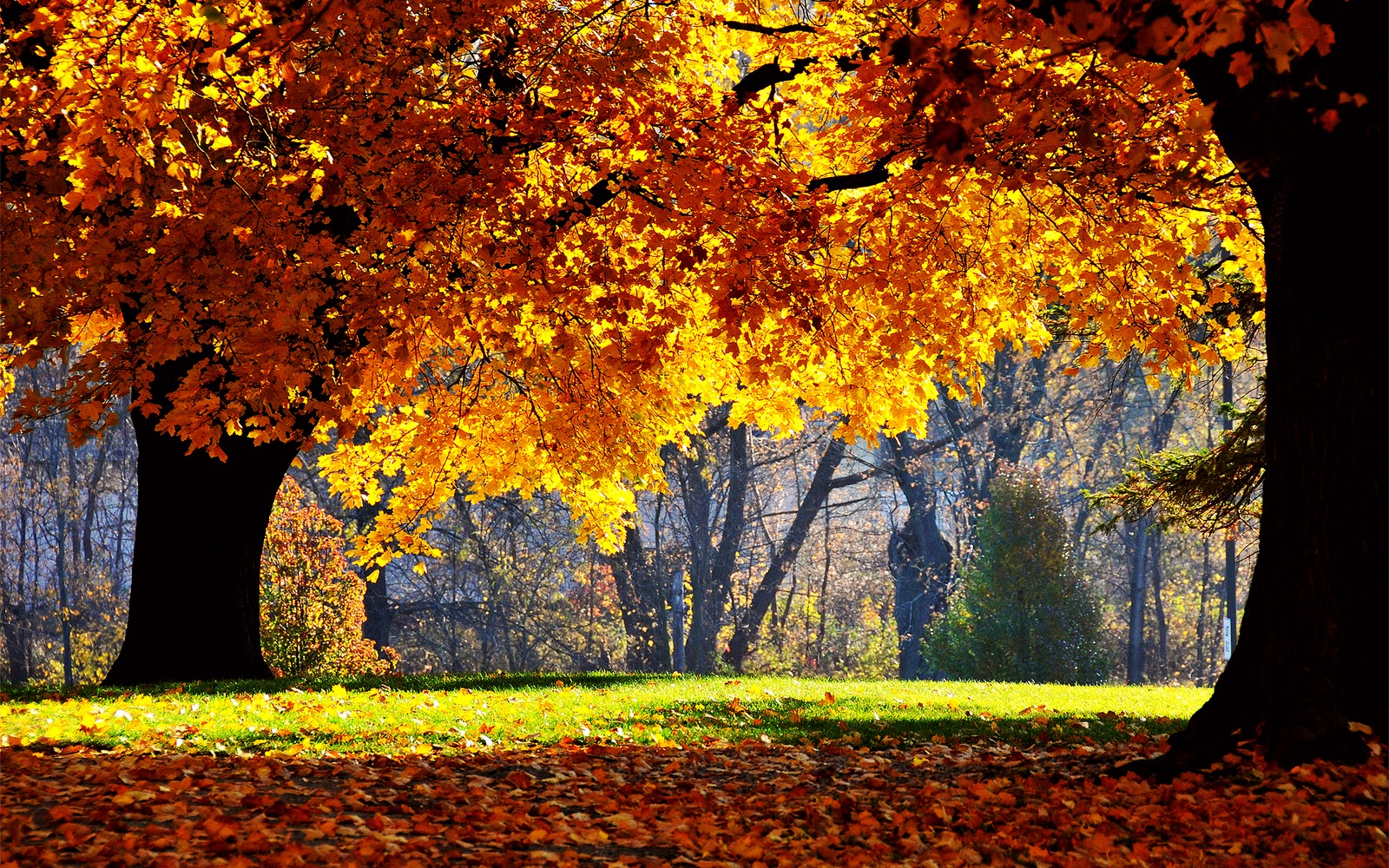 Nice's Wallpaper's: Beautiful Autumn Season Wallpapers HD