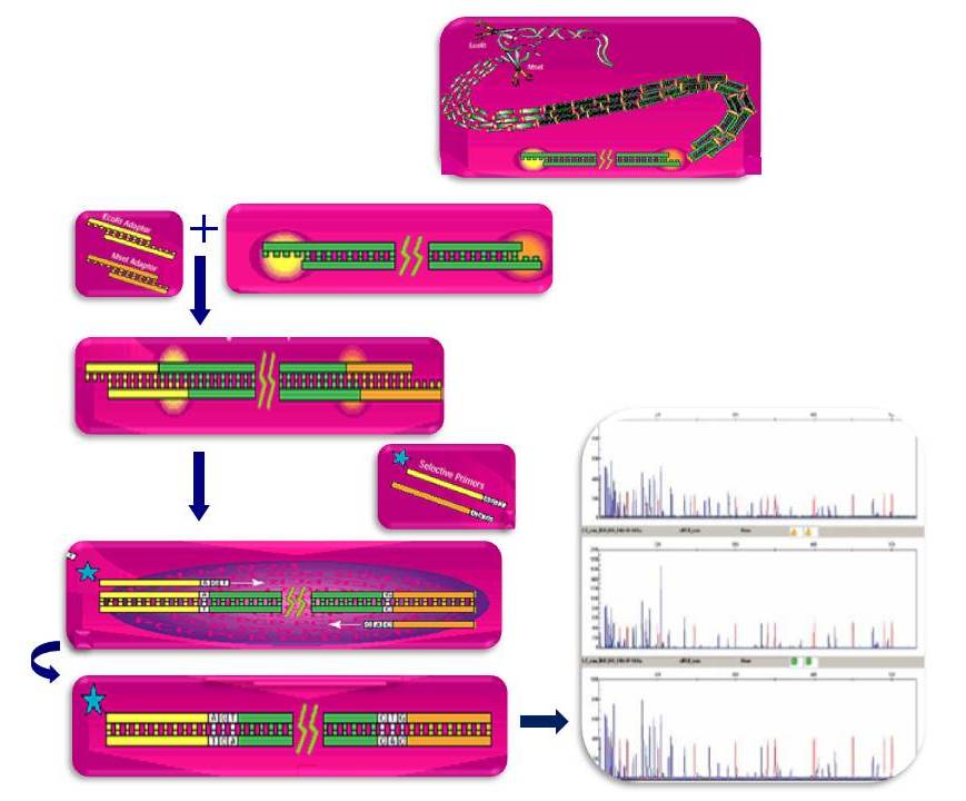Sequencing Experiences for Life: Comece a usar a outra metade do seu ...