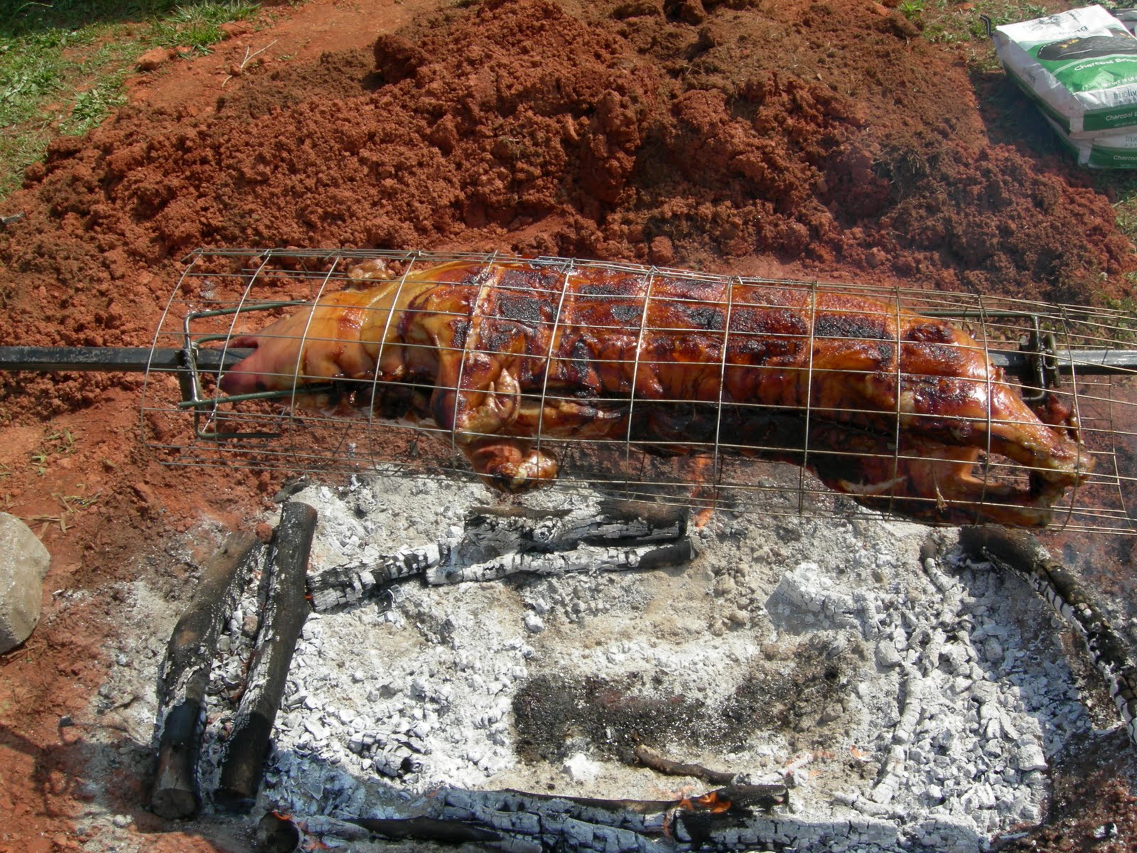 Clear Creek Farm: Pig Picking Time with a Clear Creek Farm Pig