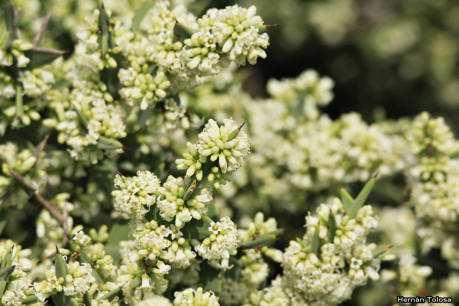 Flora Bonaerense: Curro (Colletia paradoxa)