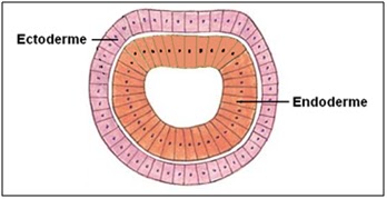 Blog de Biologia: Embriologia