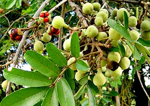 Compañeros de viaje: Palo amarillo (Phyllostylon rhamnoides)