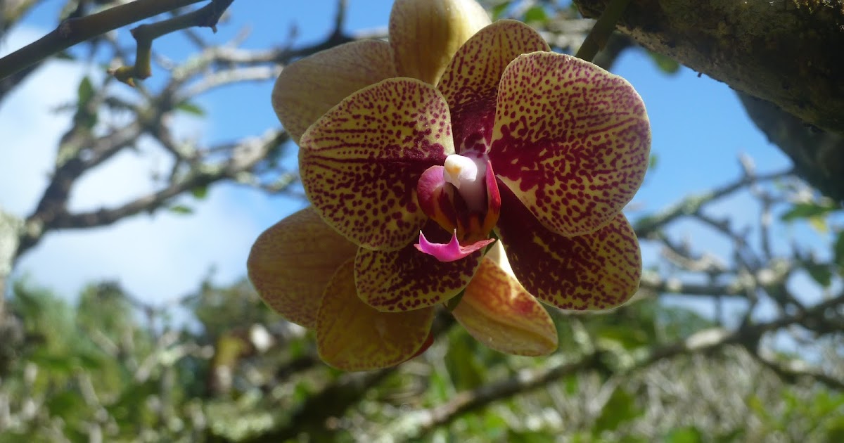 musings from the mountains: ORCHIDS...