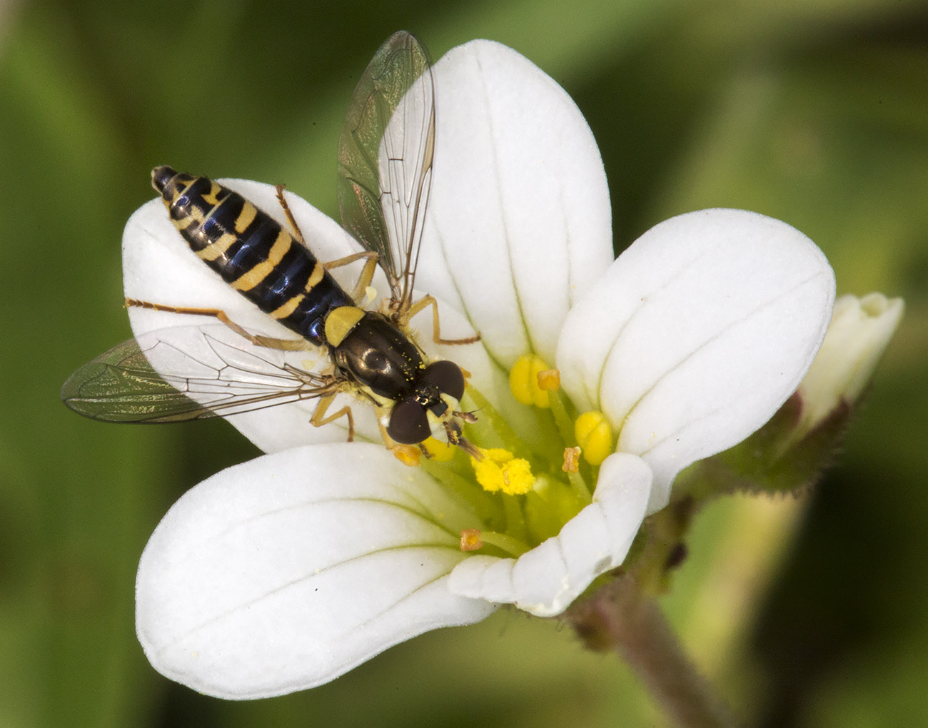 Insects and Flowers | Naturally