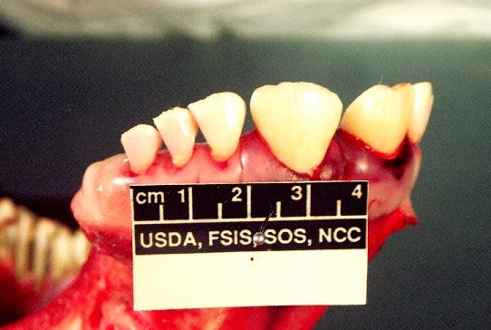 Dairy Farming: Using Dentition to Age Cattle