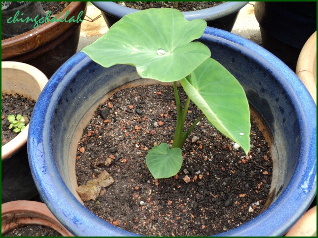 Simple Living In Nancy: Growing Taro Plants And Its Health Benefits