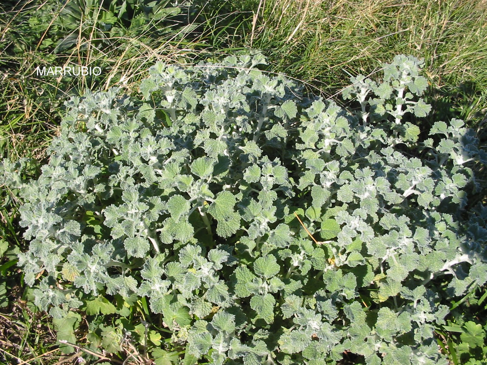 naturconsejos: MARRUBIO BLANCO (Marrubium vulgare)