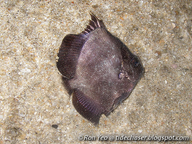 tHE tiDE cHAsER: Perciformes Fishes (Phylum Chordata: Order Perciformes ...